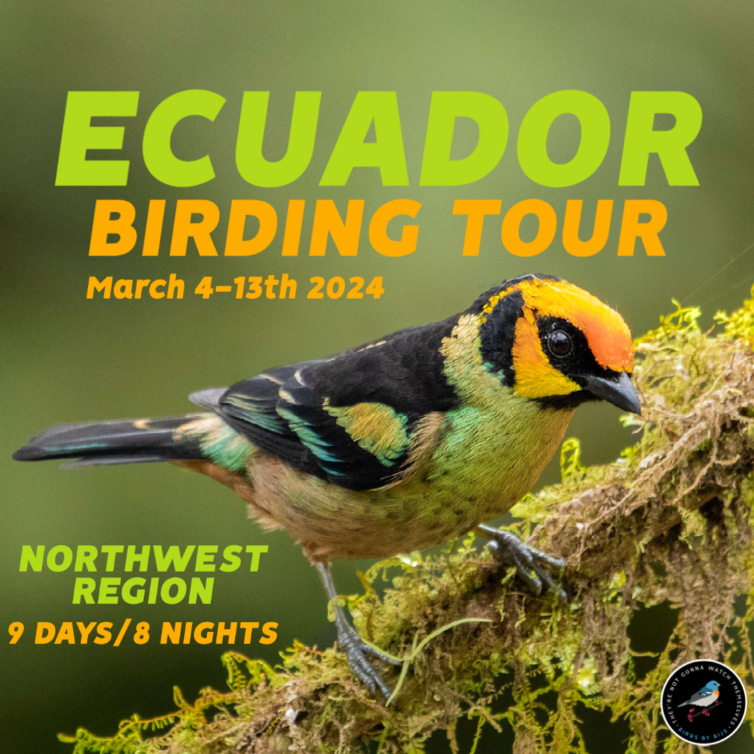Northwest Ecuador Birding Tour - BIRDS, TOURS, & THREADS