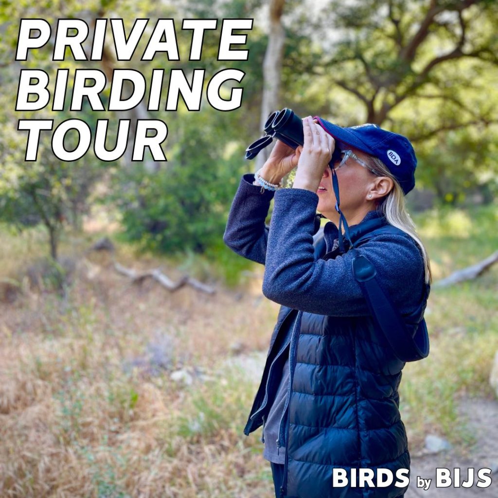 Private Guided Birding Tour - BIRDS, TOURS, & THREADS