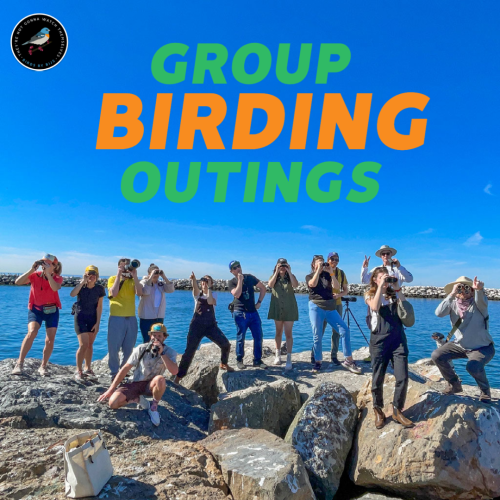 Private Guided Birding Tour - BIRDS, TOURS, & THREADS
